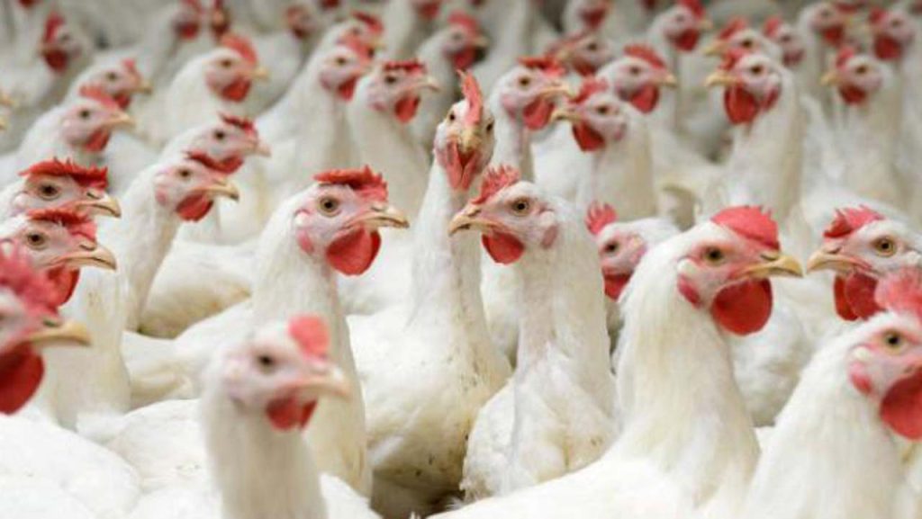 A poultry outgrower scheme getting it right – Agribiz Programme Kenya